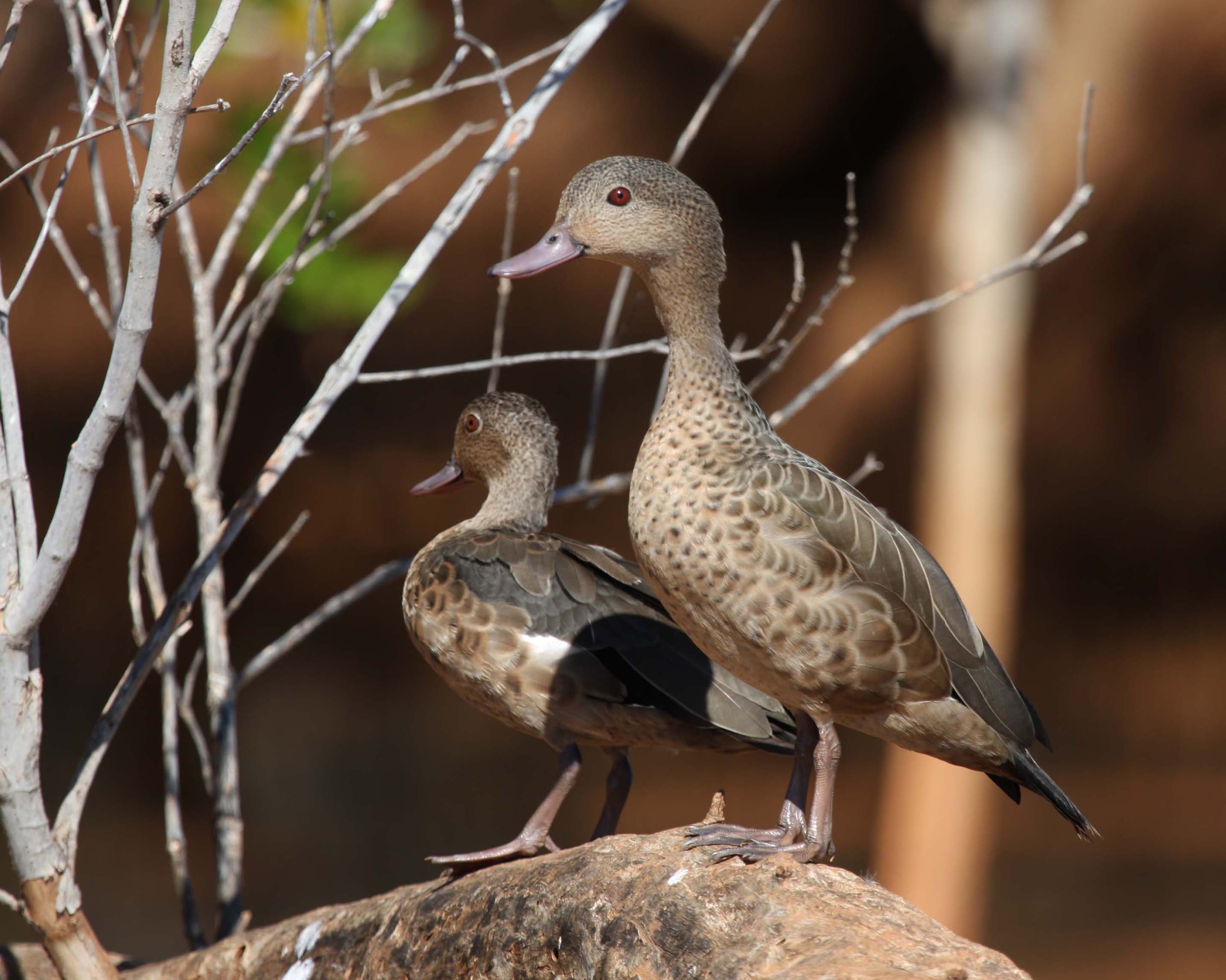 Details : Bernier's Teal - BirdGuides