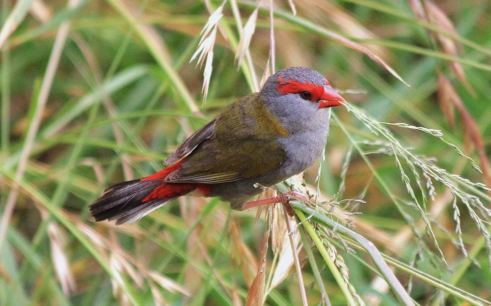 Details : Red-browed Finch - BirdGuides
