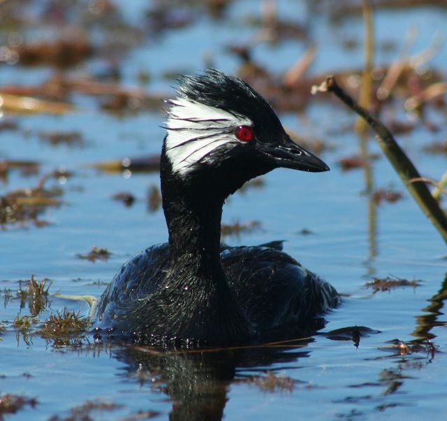 Details : White-tufted Grebe - BirdGuides