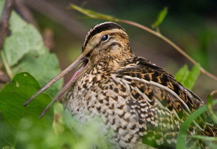 Details : Great Snipe - BirdGuides