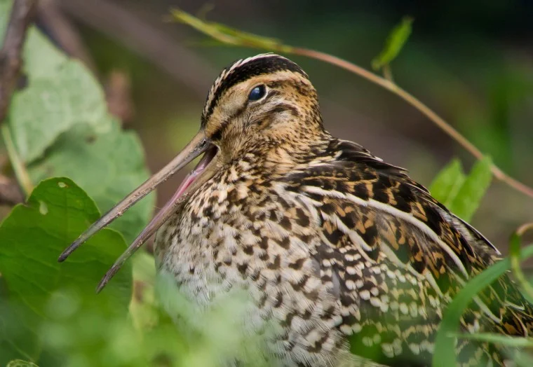 Details : Great Snipe - BirdGuides