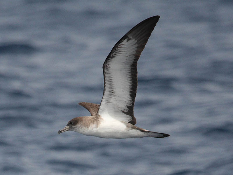Details : Cape Verde Shearwater - BirdGuides