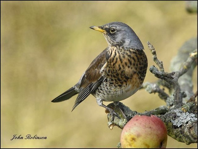 Details : Fieldfare - BirdGuides