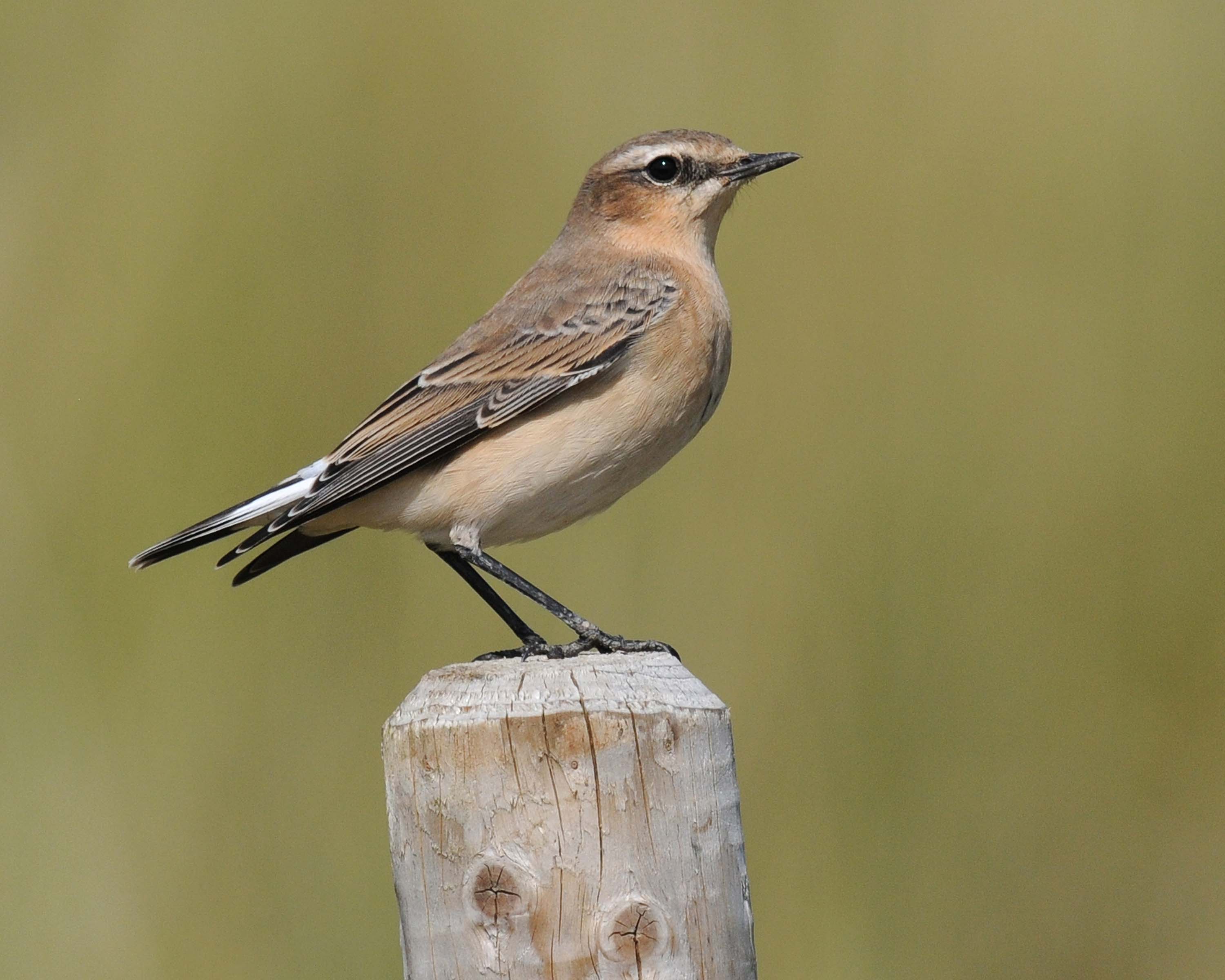 Details : Northern Wheatear - BirdGuides