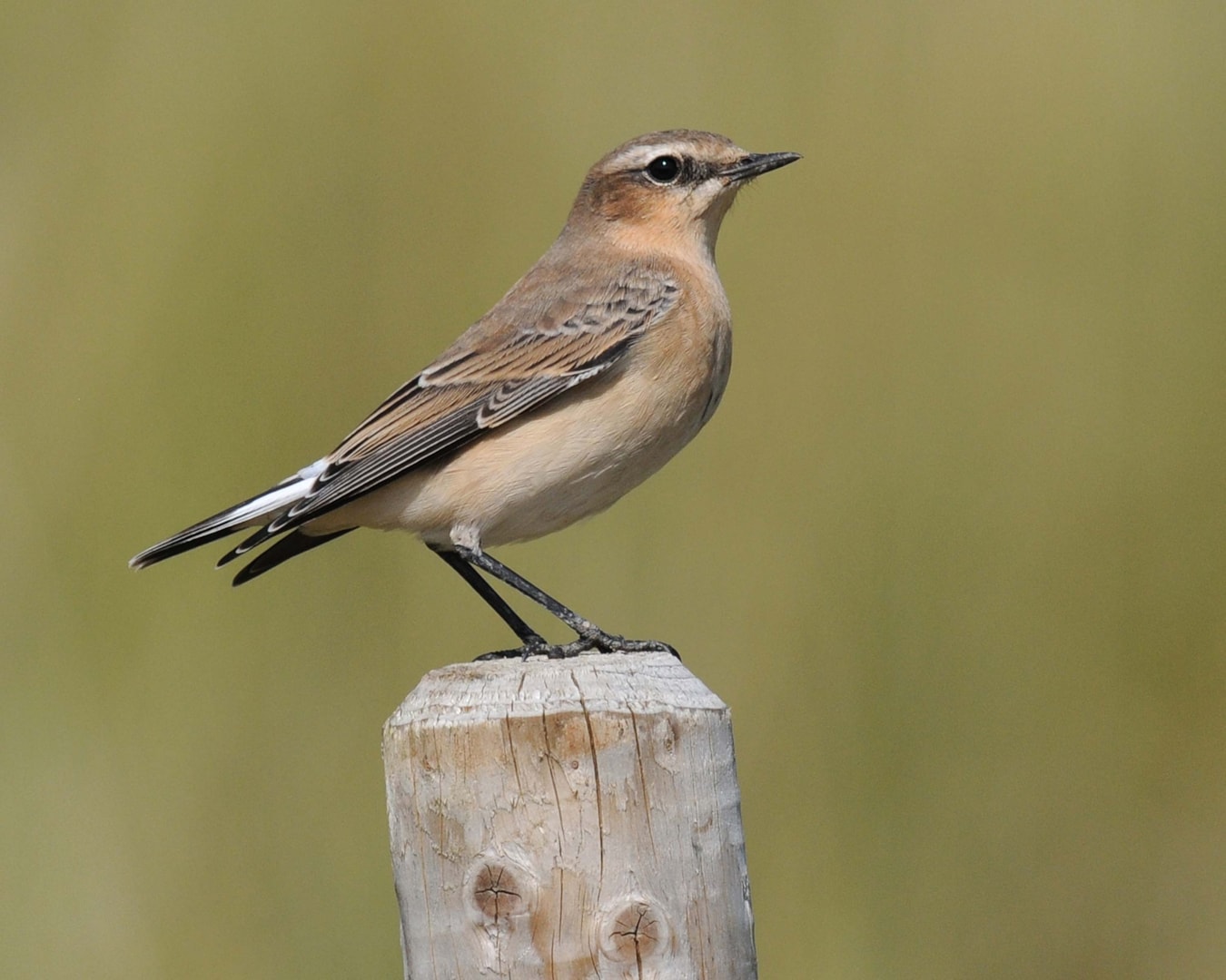 Northern Wheatear by Nick Appleton - BirdGuides
