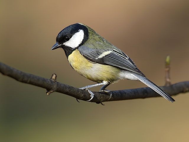 Divorce in birds is affected by their social group - BirdGuides