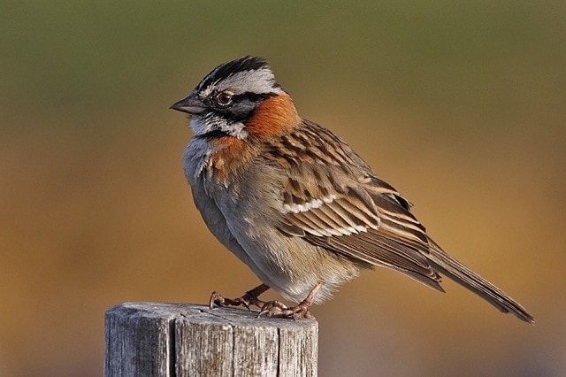 Birds grow their feathers faster at higher latitudes - BirdGuides