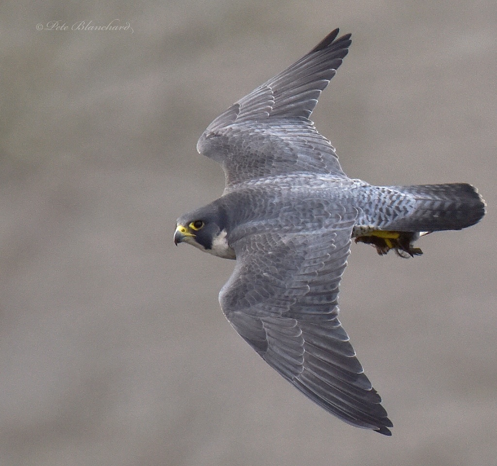Details : Peregrine Falcon - BirdGuides