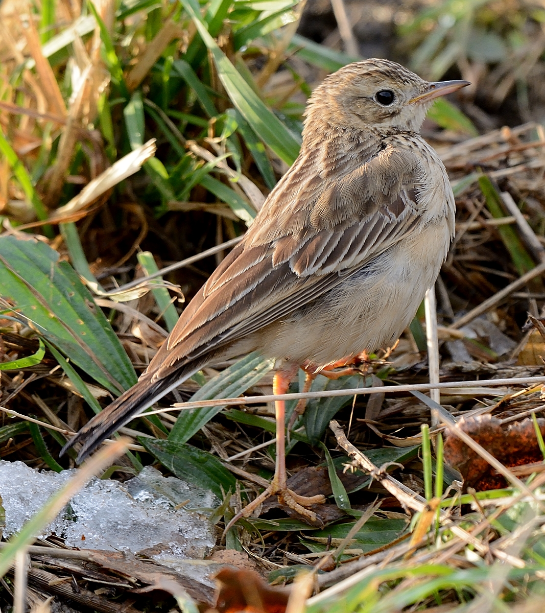 Details : Blyth's Pipit - BirdGuides
