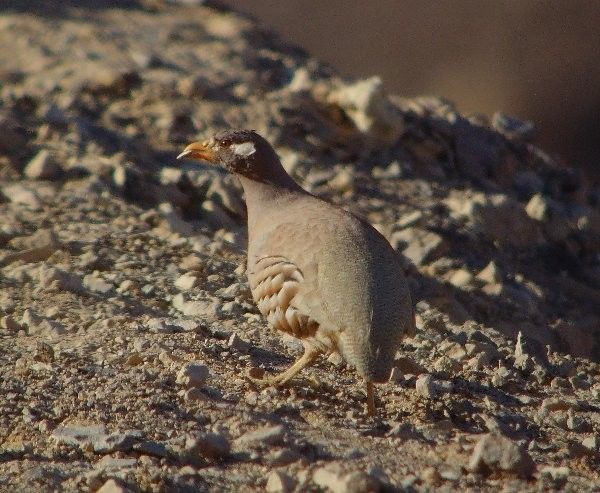 Details : Sand Partridge - BirdGuides