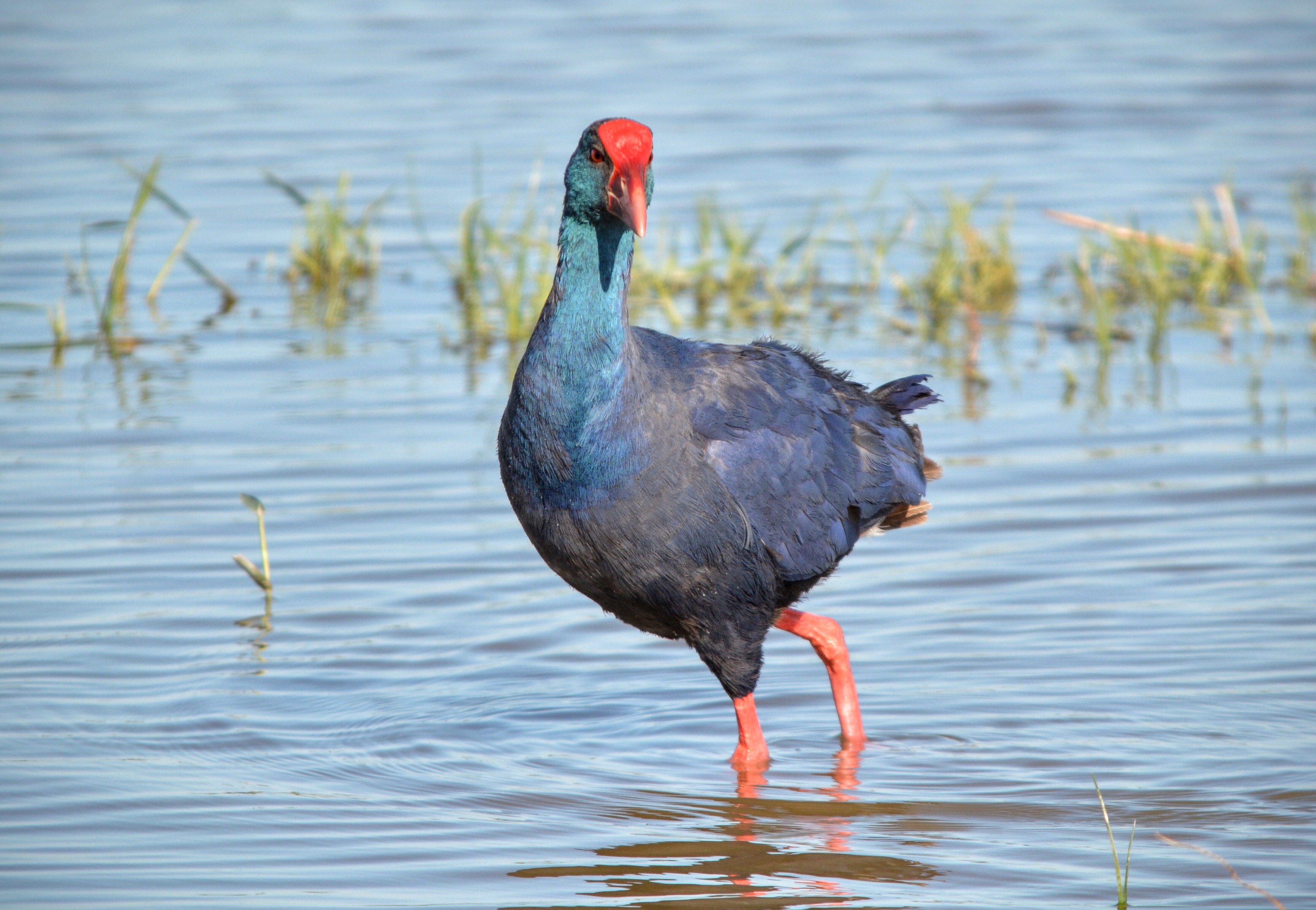 Details : Western Swamphen - BirdGuides