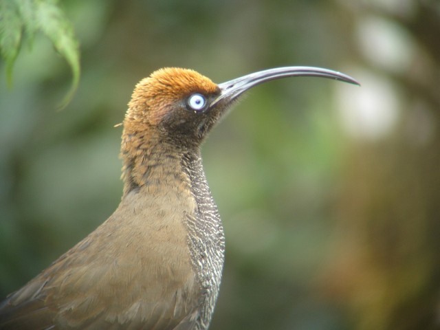 Details : Brown Sicklebill - BirdGuides