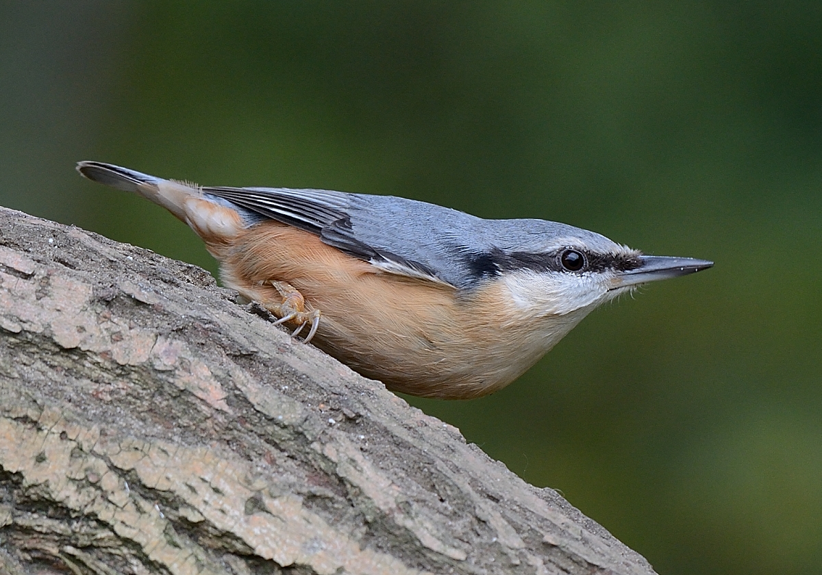 Details : Eurasian Nuthatch - BirdGuides