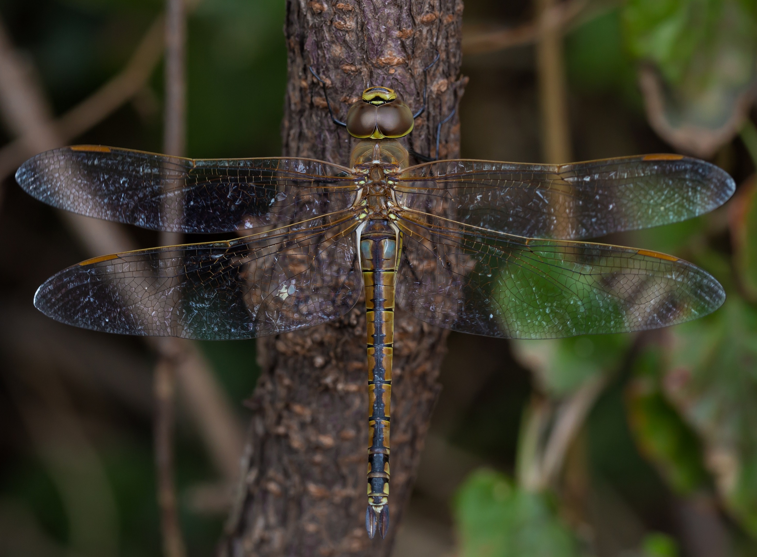 Details : Vagrant Emperor - BirdGuides