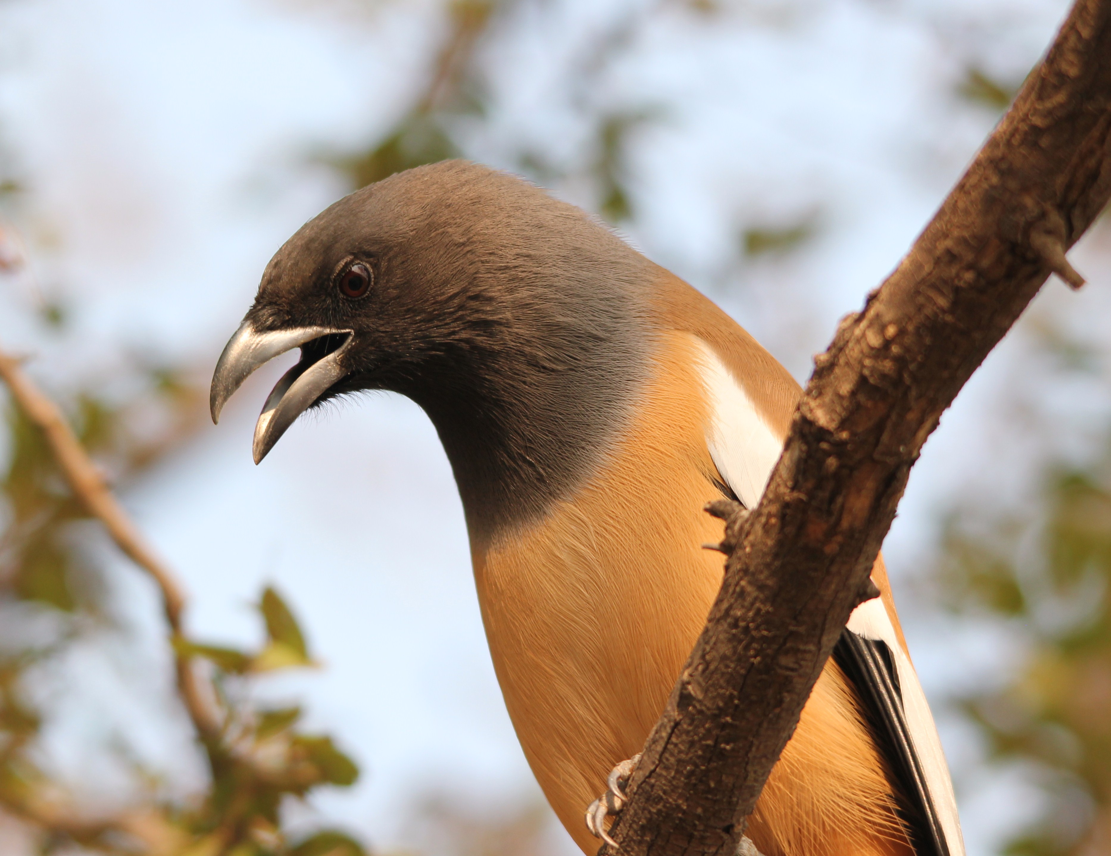Details : Rufous Treepie - BirdGuides