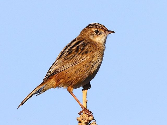 Details : Zitting Cisticola - BirdGuides