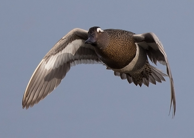 Details : Garganey - BirdGuides