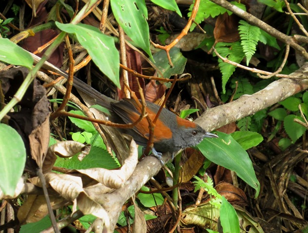 Details : Slaty Spinetail - BirdGuides