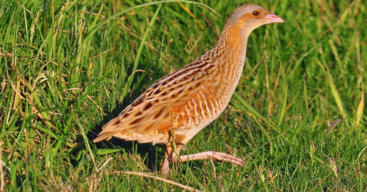 Scottish Corncrake numbers at lowest level since 2003 - BirdGuides