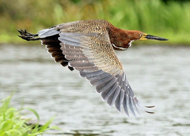 Details : Rufescent Tiger Heron - BirdGuides