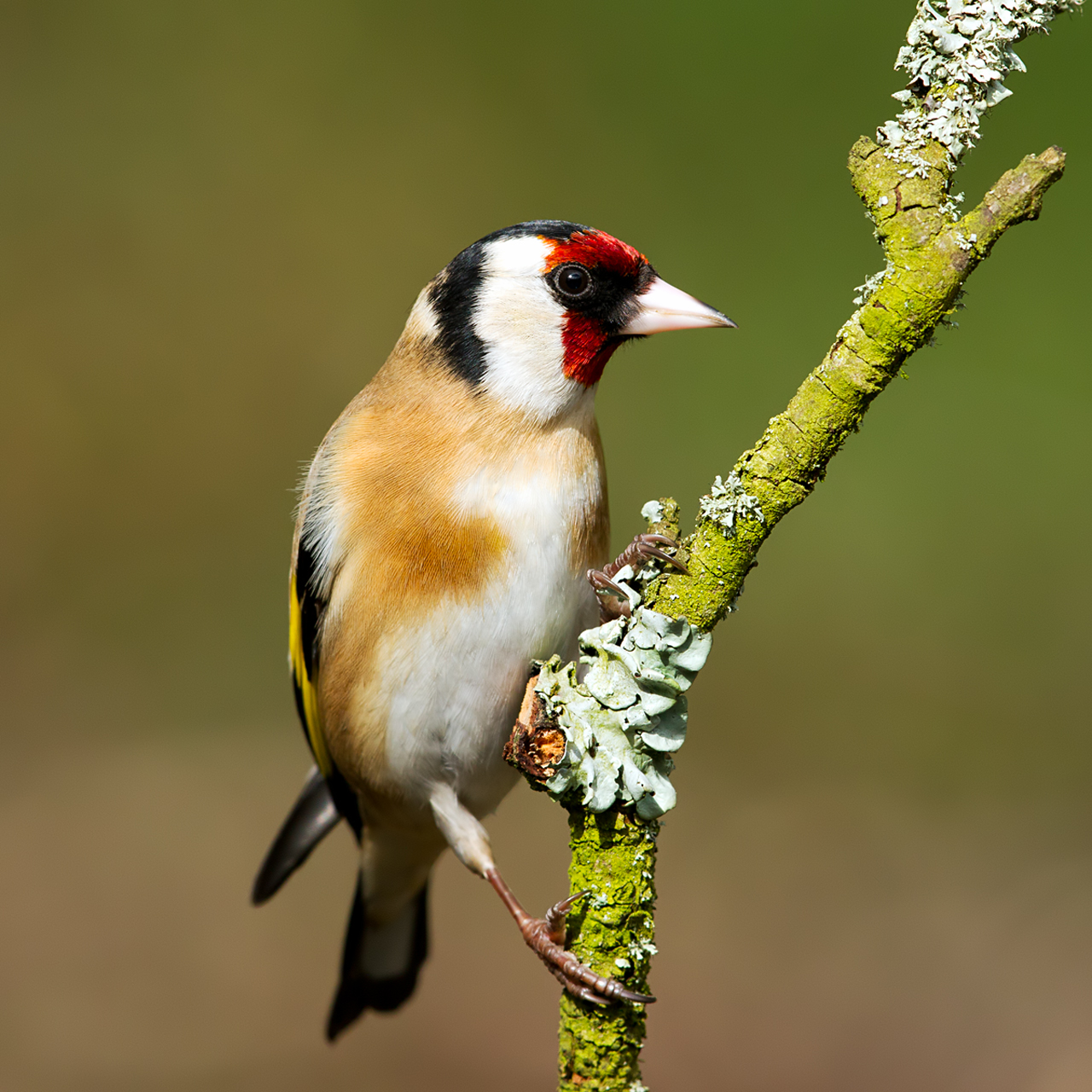 Goldfinch by Chas Moonie - BirdGuides