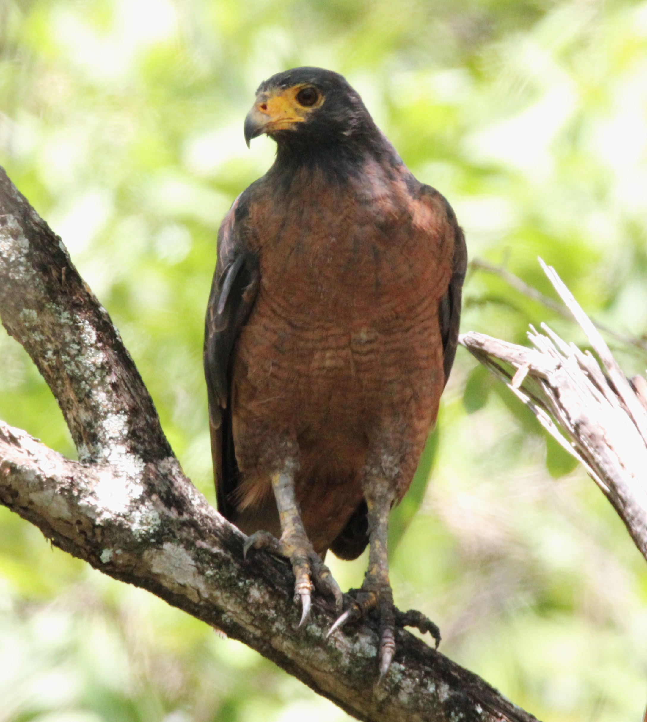 Details : Rufous Crab Hawk - BirdGuides