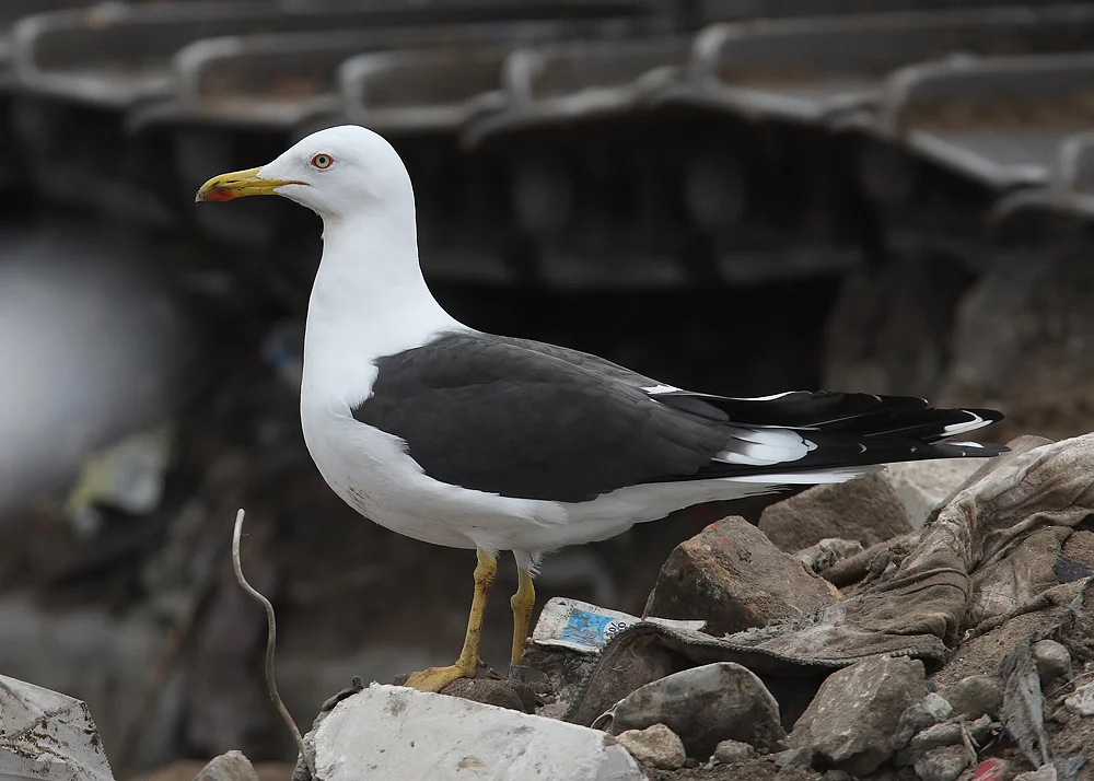 Details : Baltic Gull - BirdGuides
