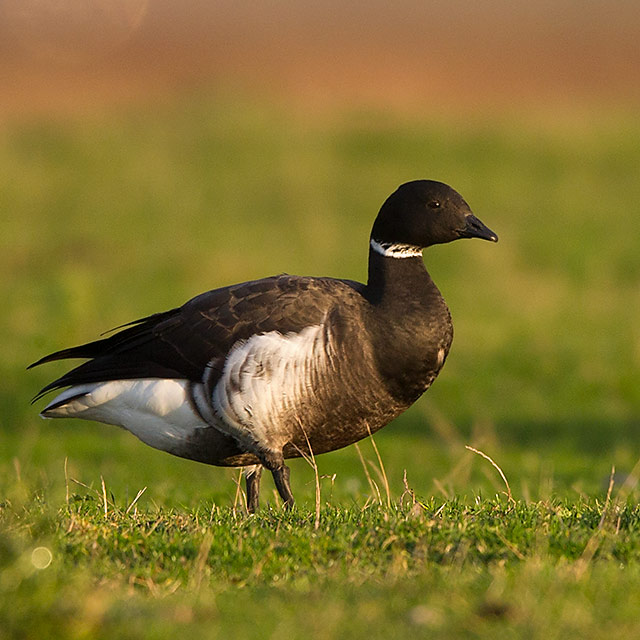 Details : Black Brant - BirdGuides