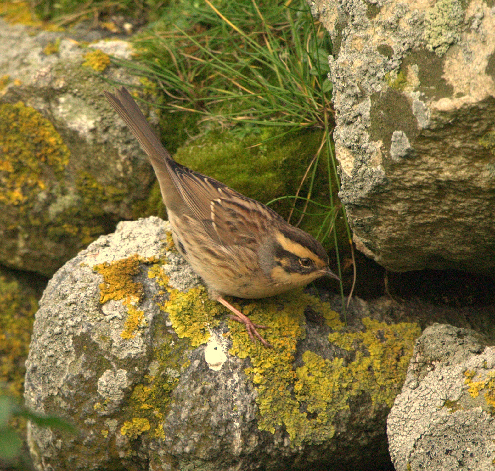 Details : Siberian Accentor - BirdGuides