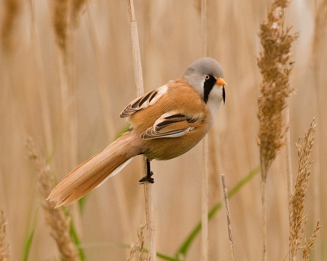 Details : Bearded Tit - BirdGuides