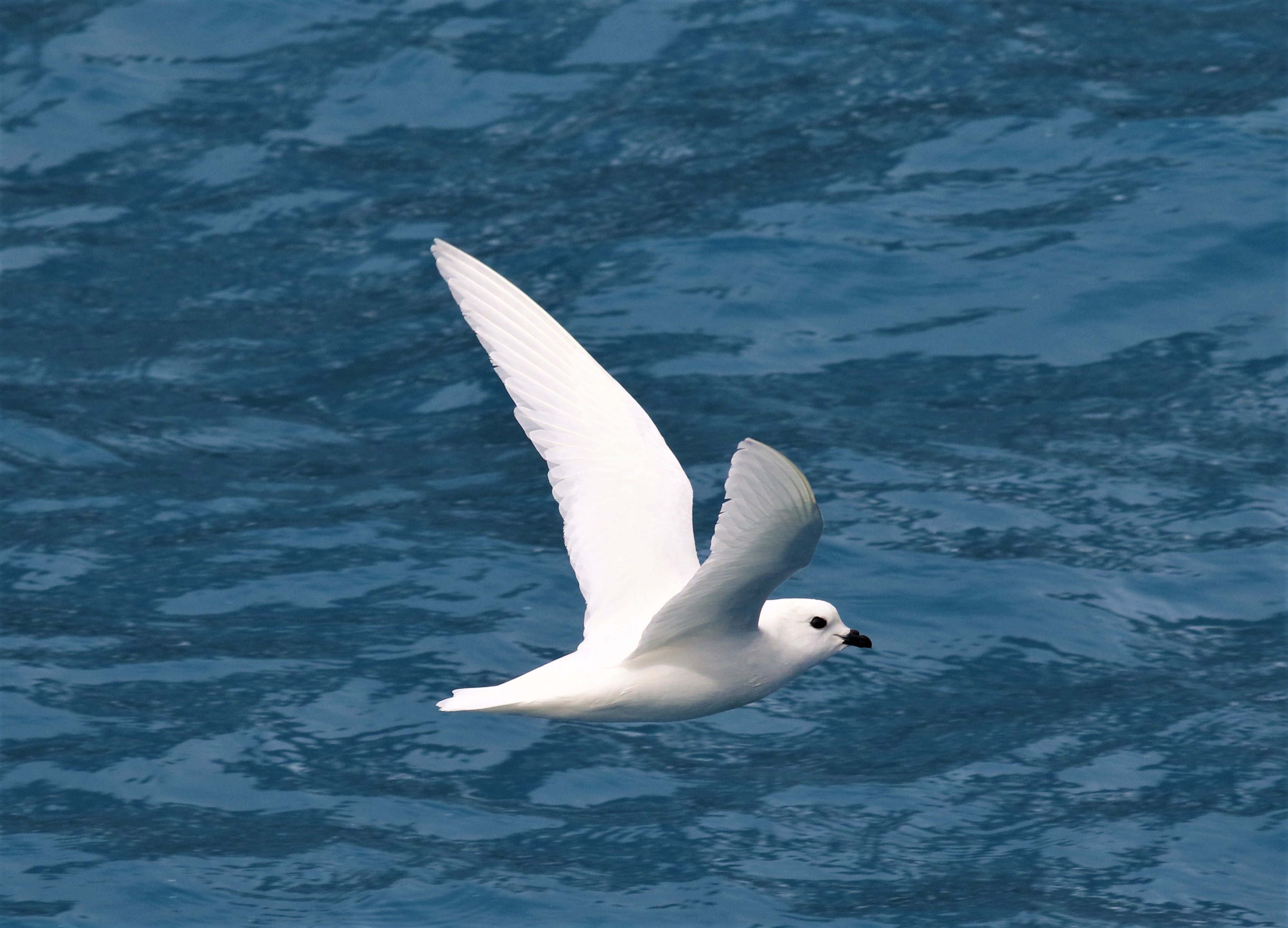 Petrel