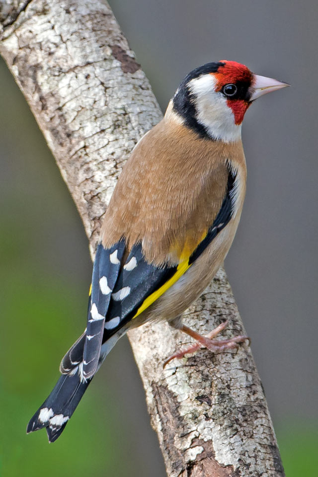 Goldfinch by James Meikle - BirdGuides