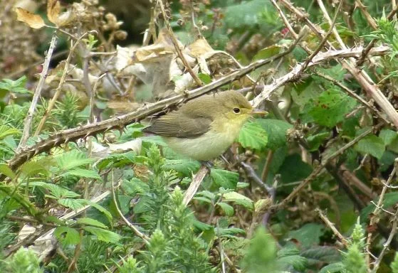 Details : Melodious Warbler - BirdGuides