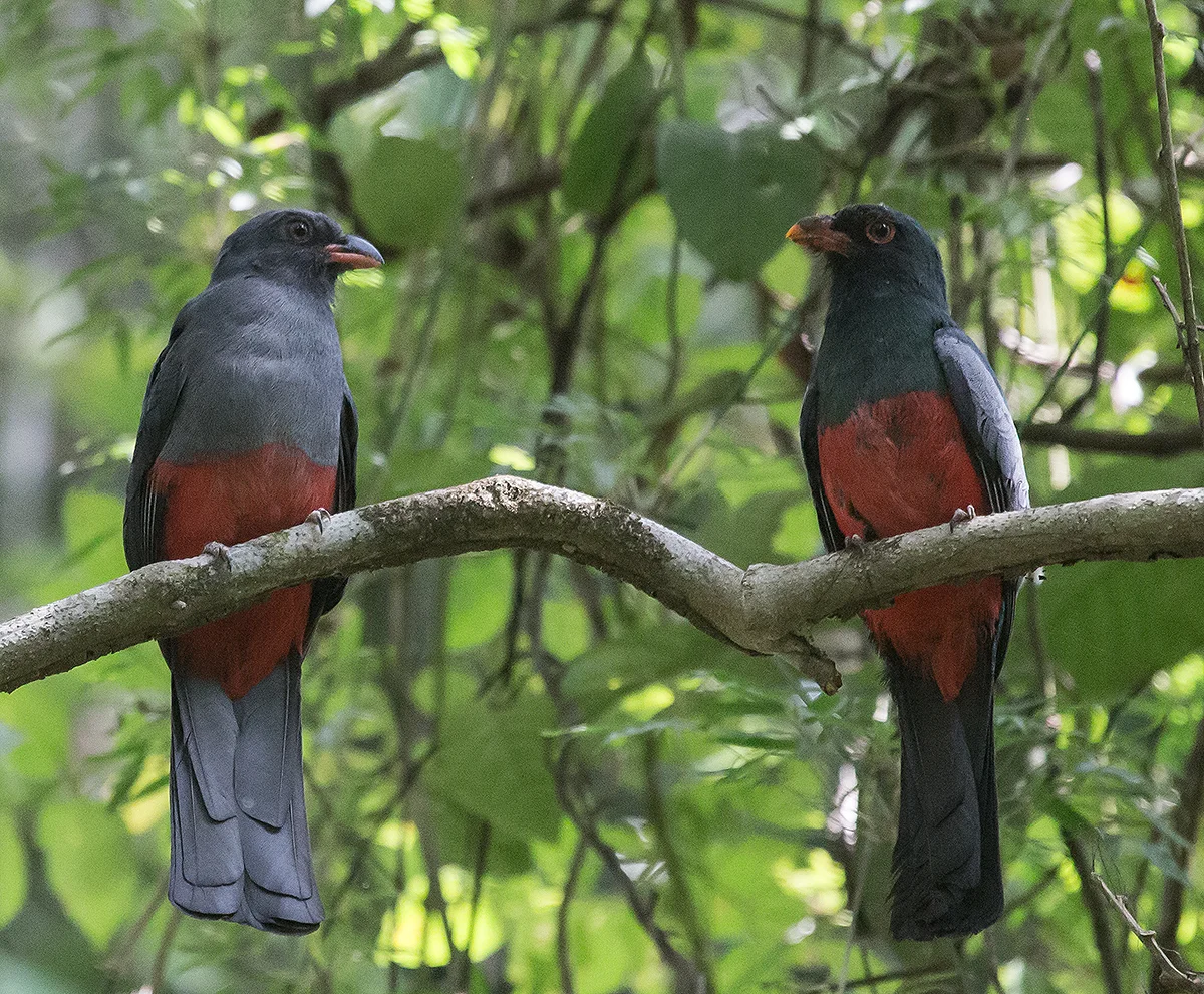 Details : Slaty-tailed Trogon - BirdGuides