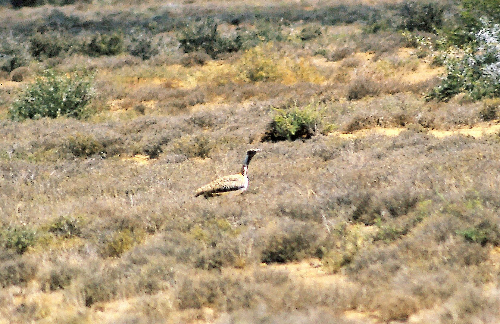 Details : Ludwig's Bustard - BirdGuides