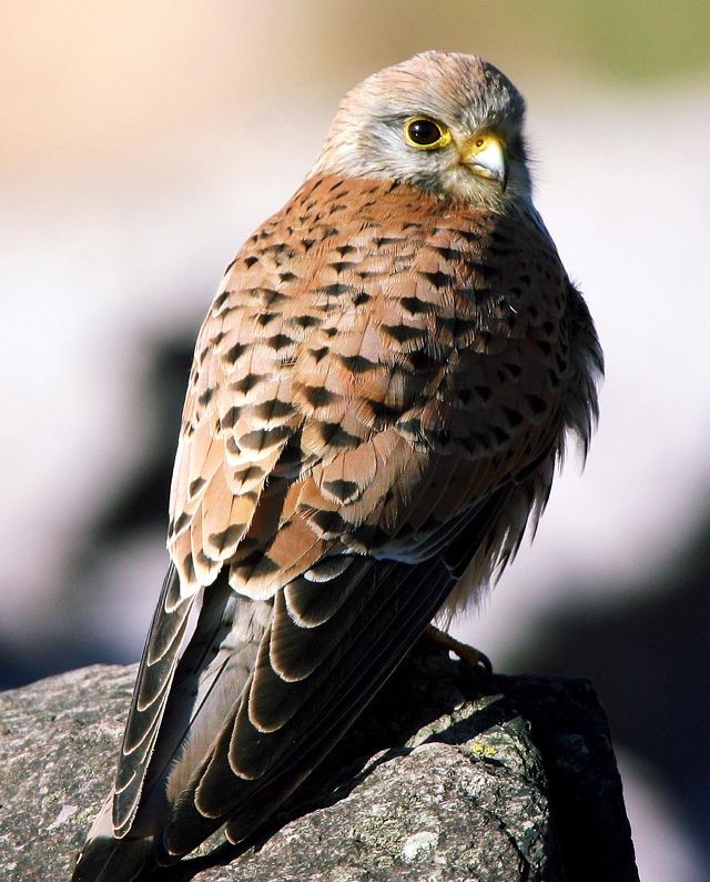 Details : Common Kestrel - BirdGuides