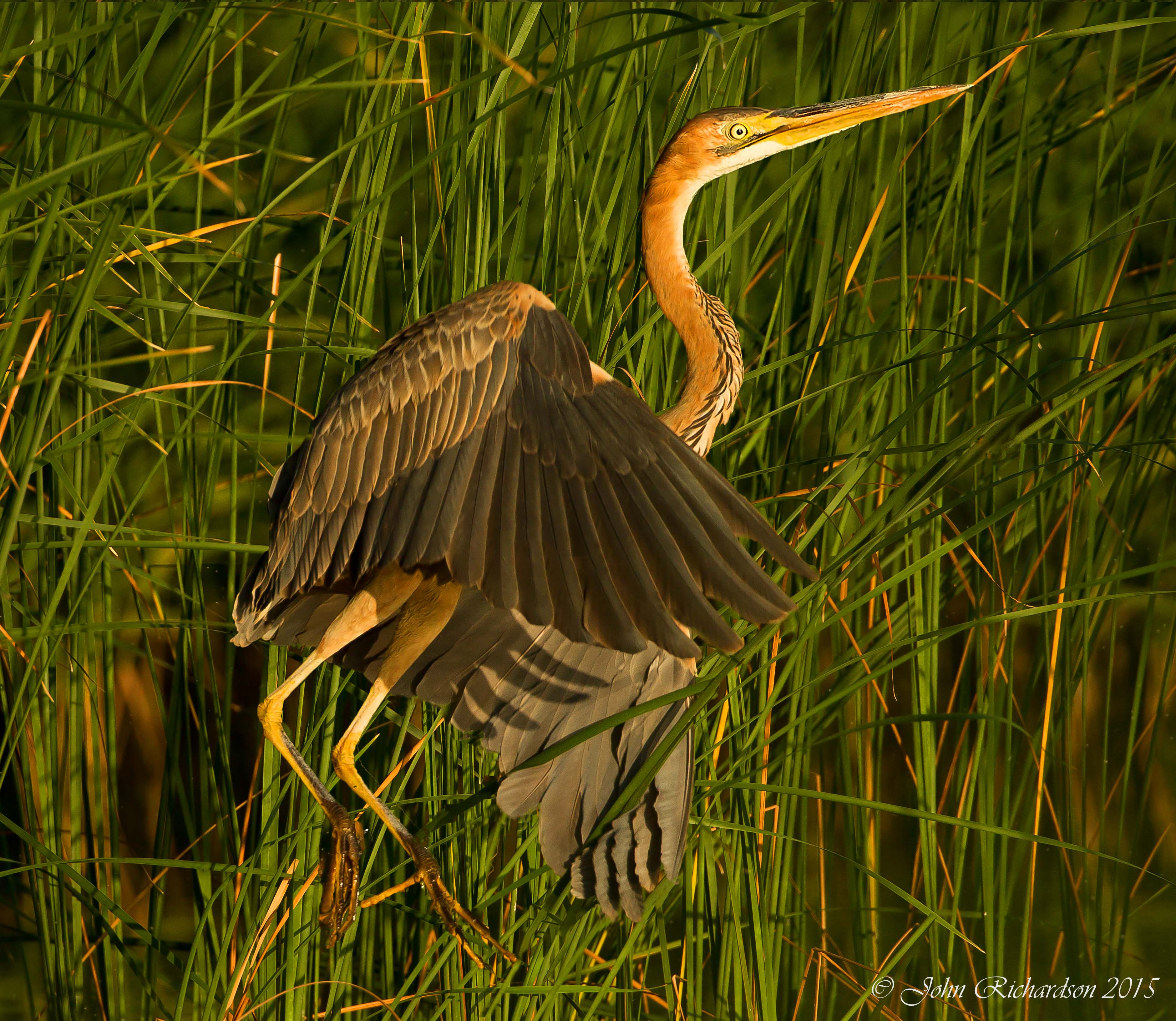Details : Purple Heron - BirdGuides