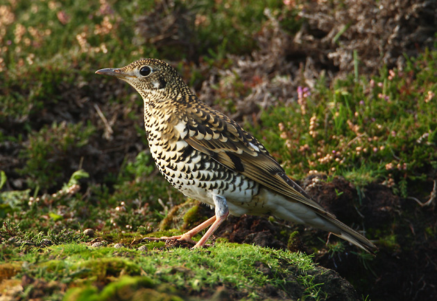 Details : White's Thrush - BirdGuides