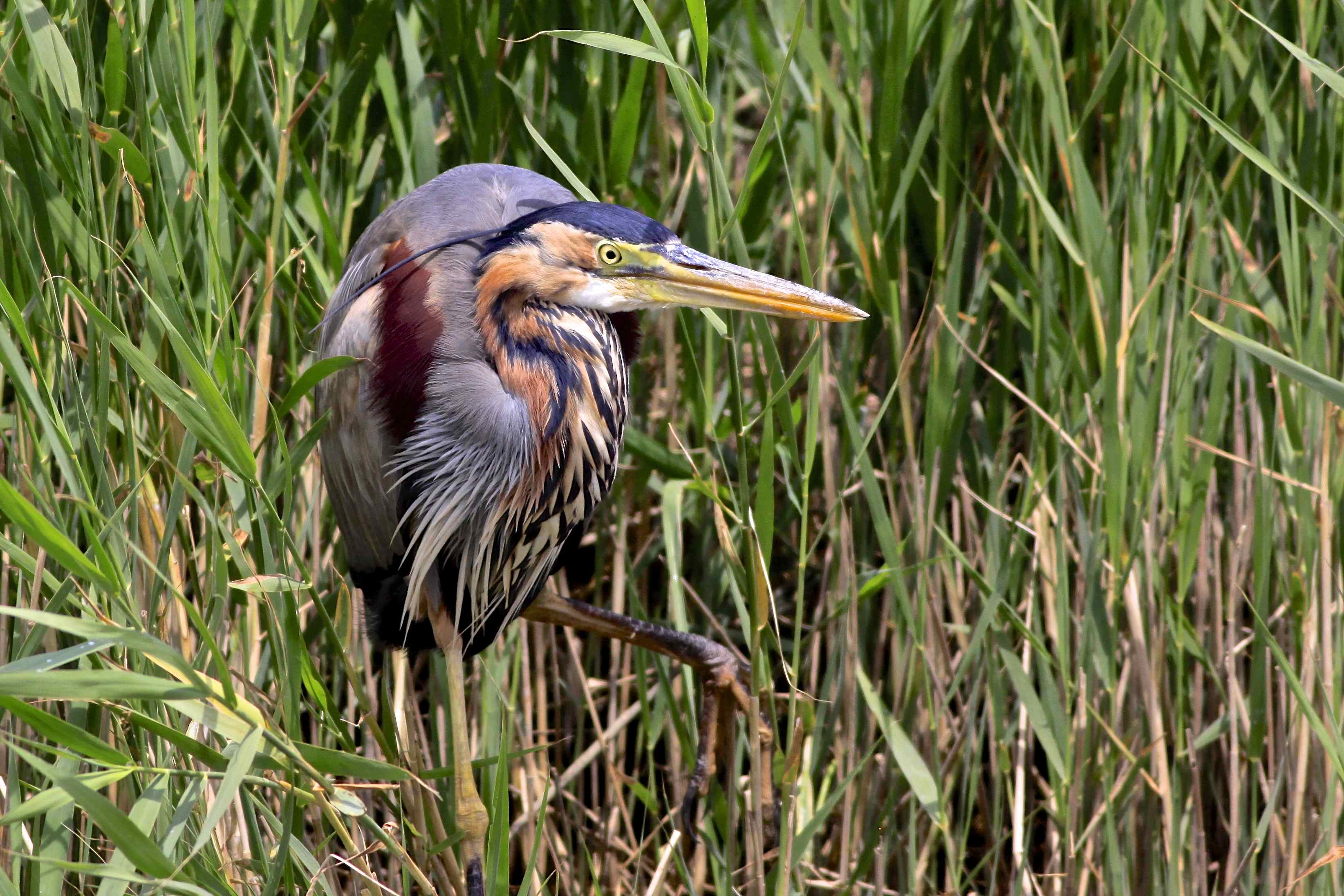 Details : Purple Heron - BirdGuides