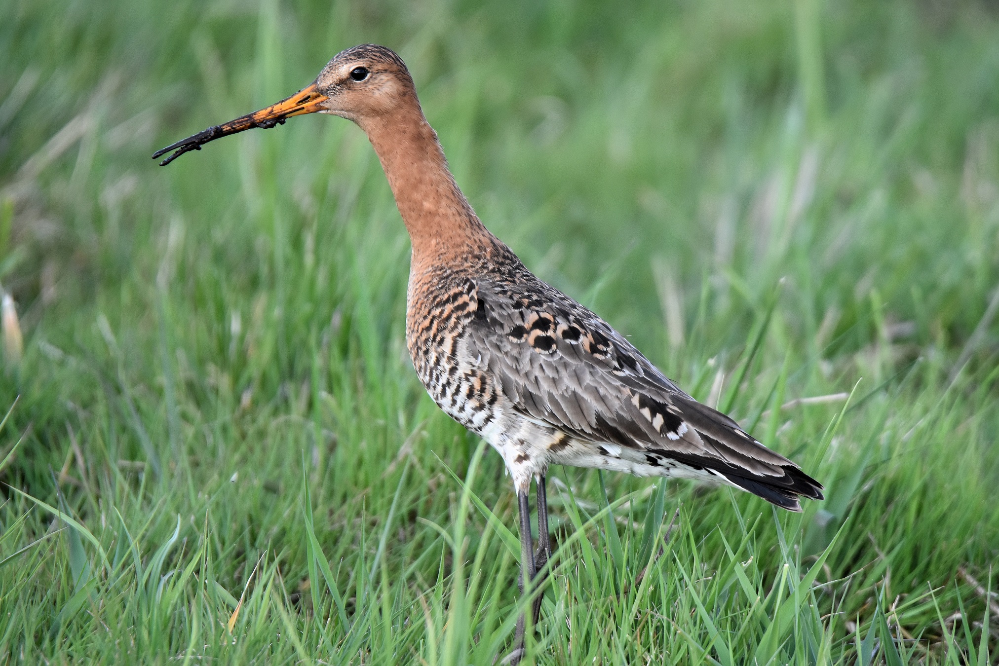 Godwit chick 'headstarting' represents UK first - BirdGuides