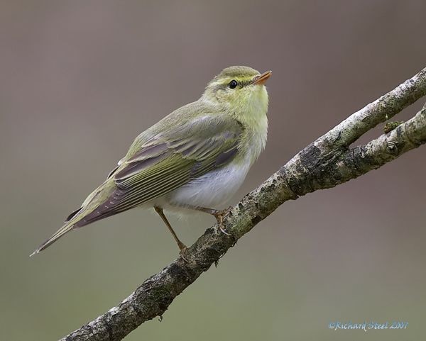 Details : Wood Warbler - BirdGuides