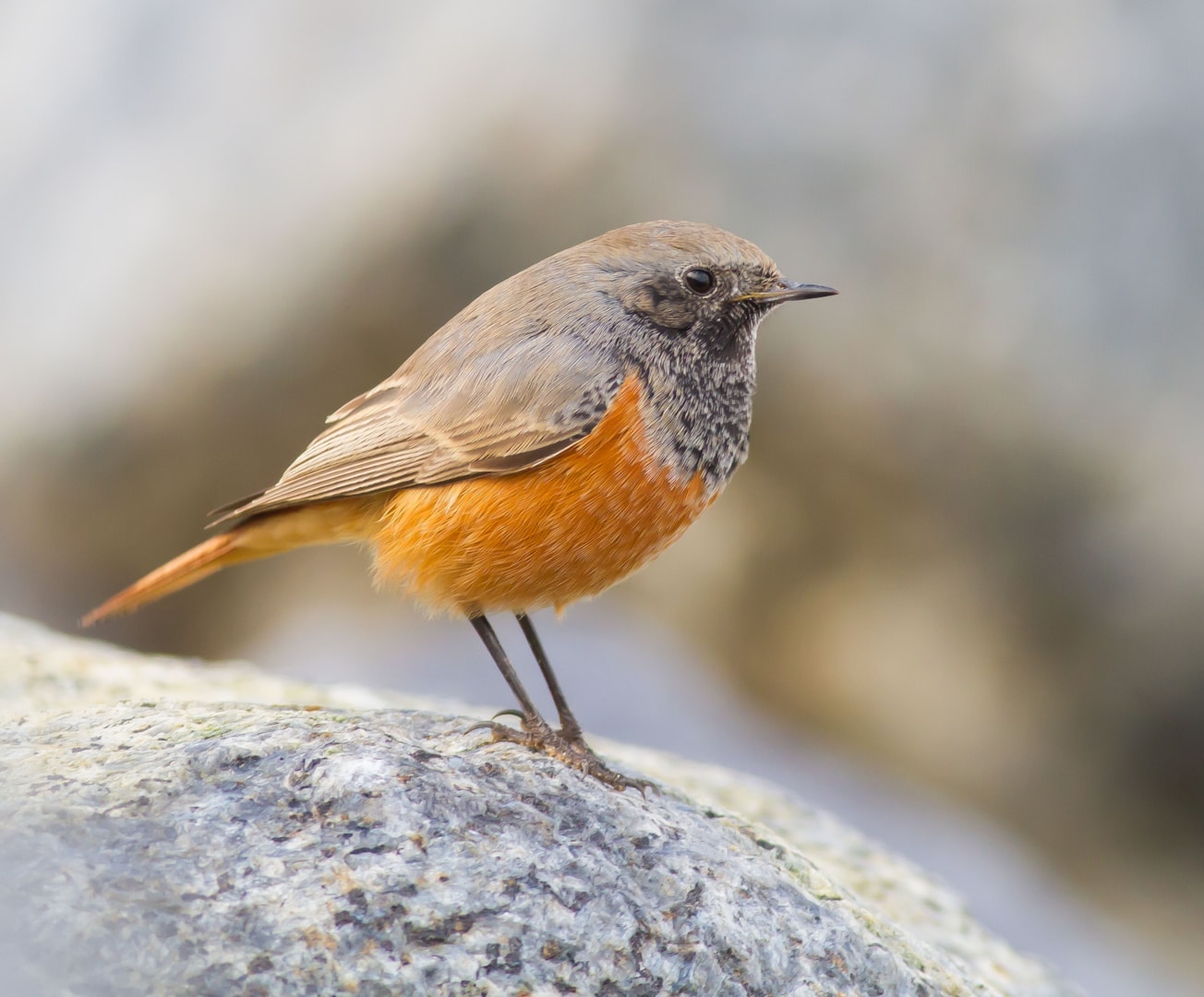 Eastern Black Redstart by Jake Gearty - BirdGuides