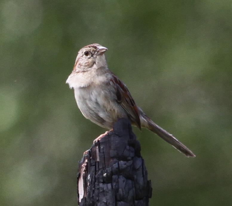 Details : Bachman's Sparrow - BirdGuides