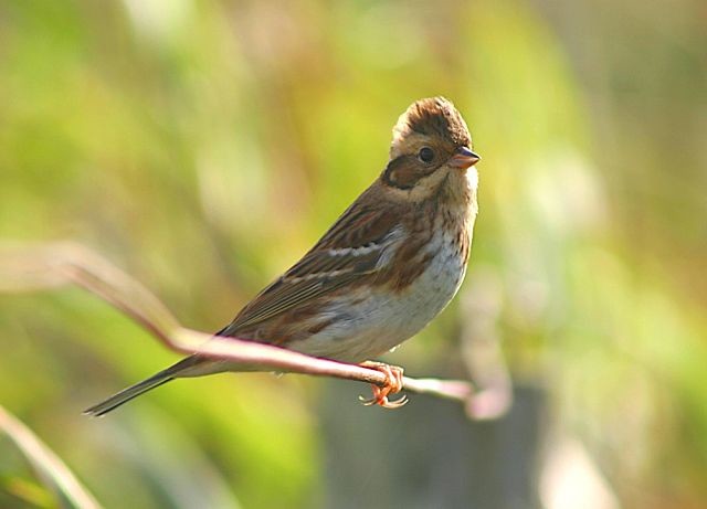 Details : Rustic Bunting - BirdGuides