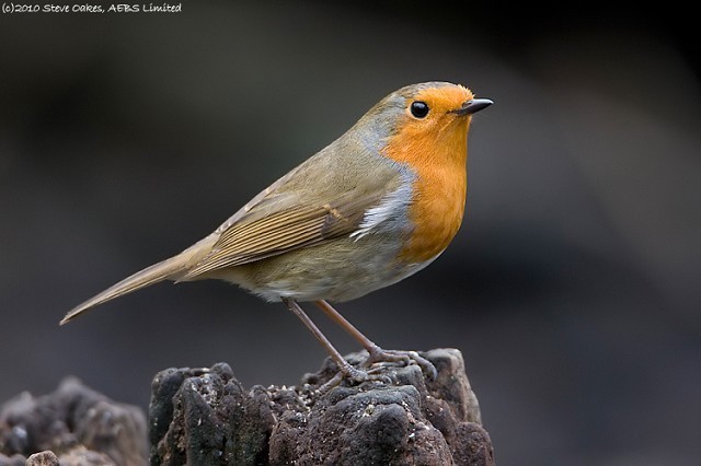 Focus On: Robins of the North - BirdGuides
