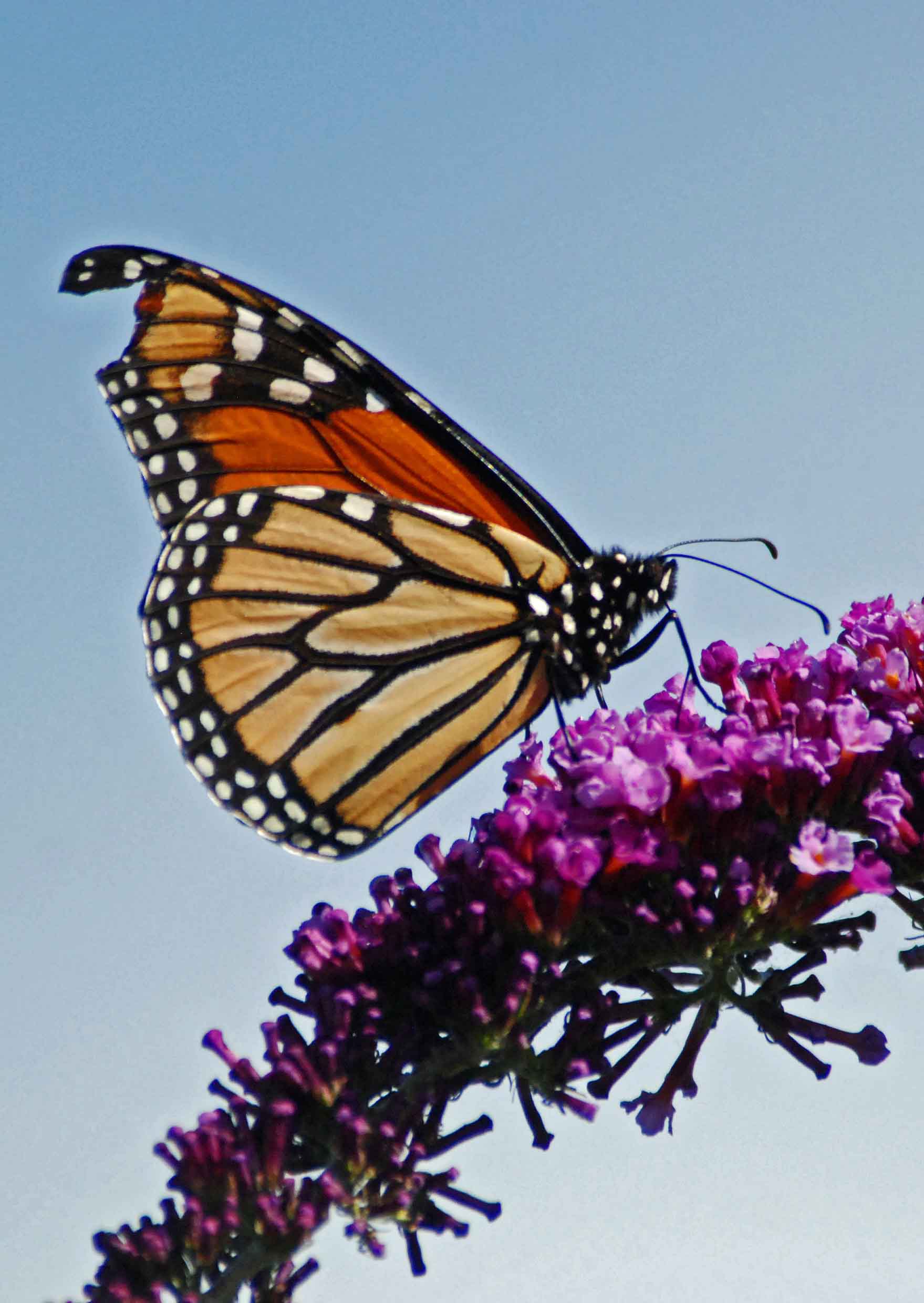 Details : Monarch - BirdGuides