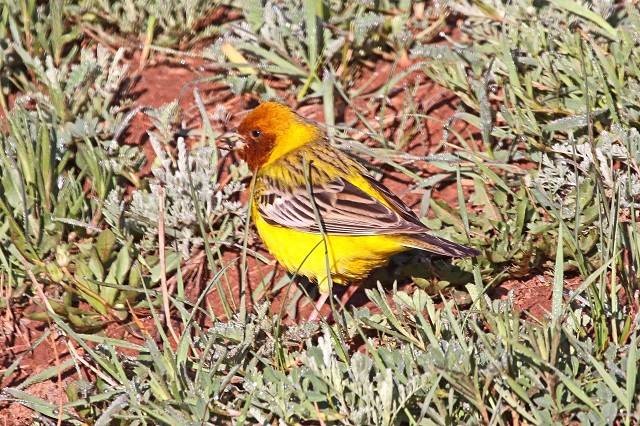Details : Red-headed Bunting - BirdGuides