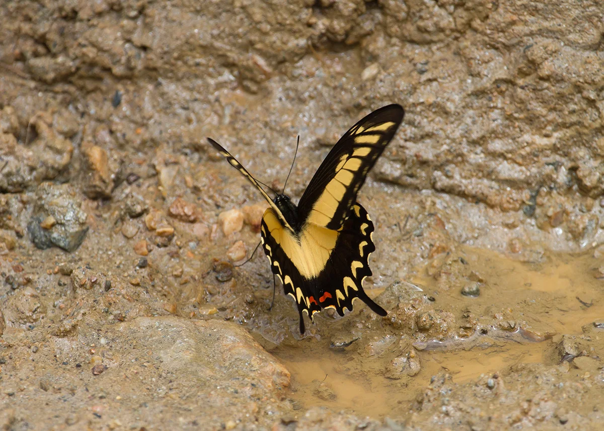 Details : Androgeus Swallowtail - BirdGuides
