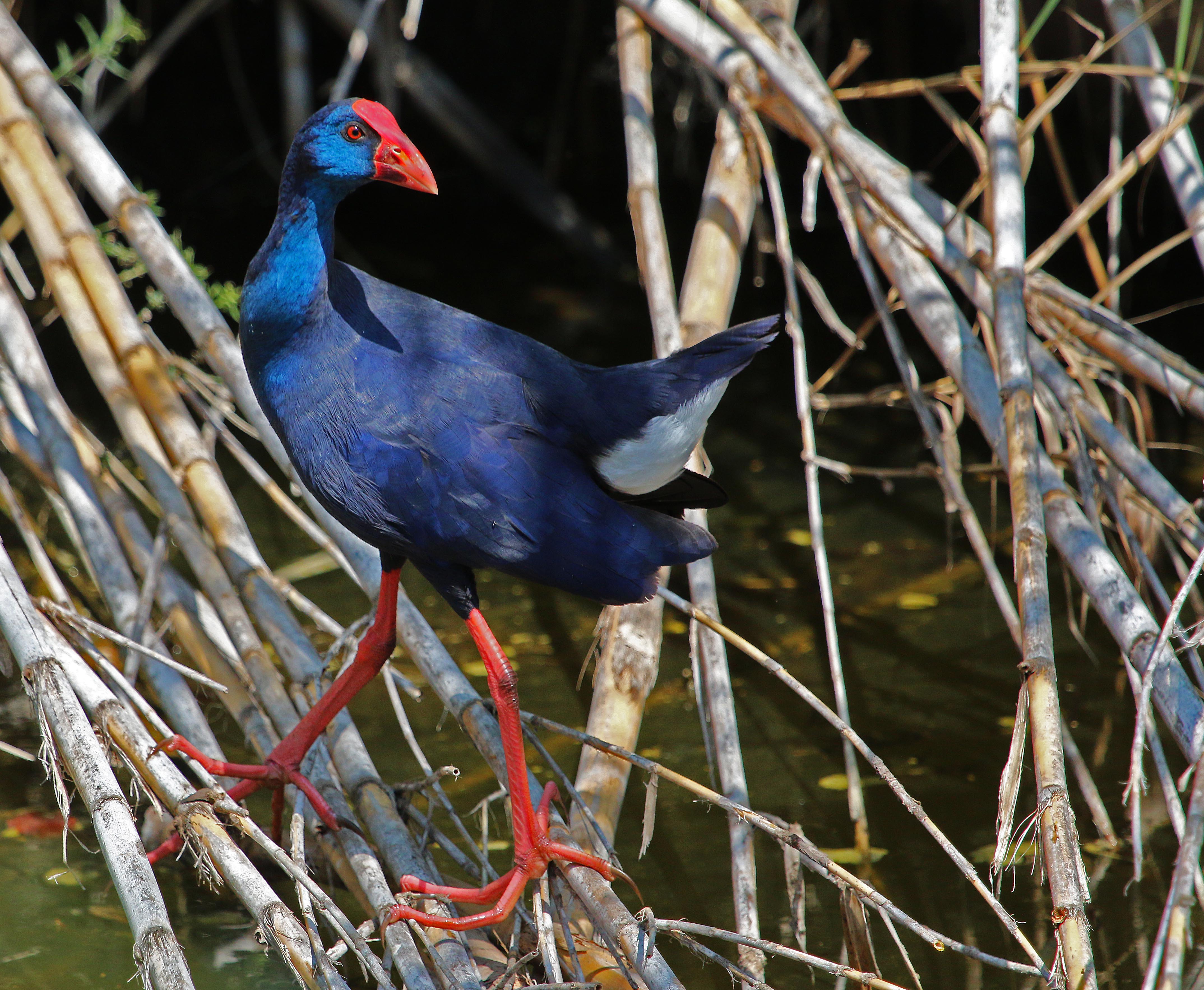 Details : Western Swamphen - BirdGuides