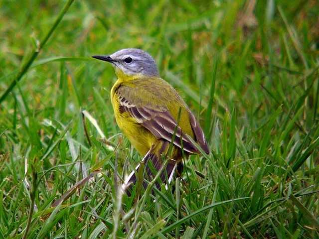 Details : Blue-headed Wagtail - BirdGuides